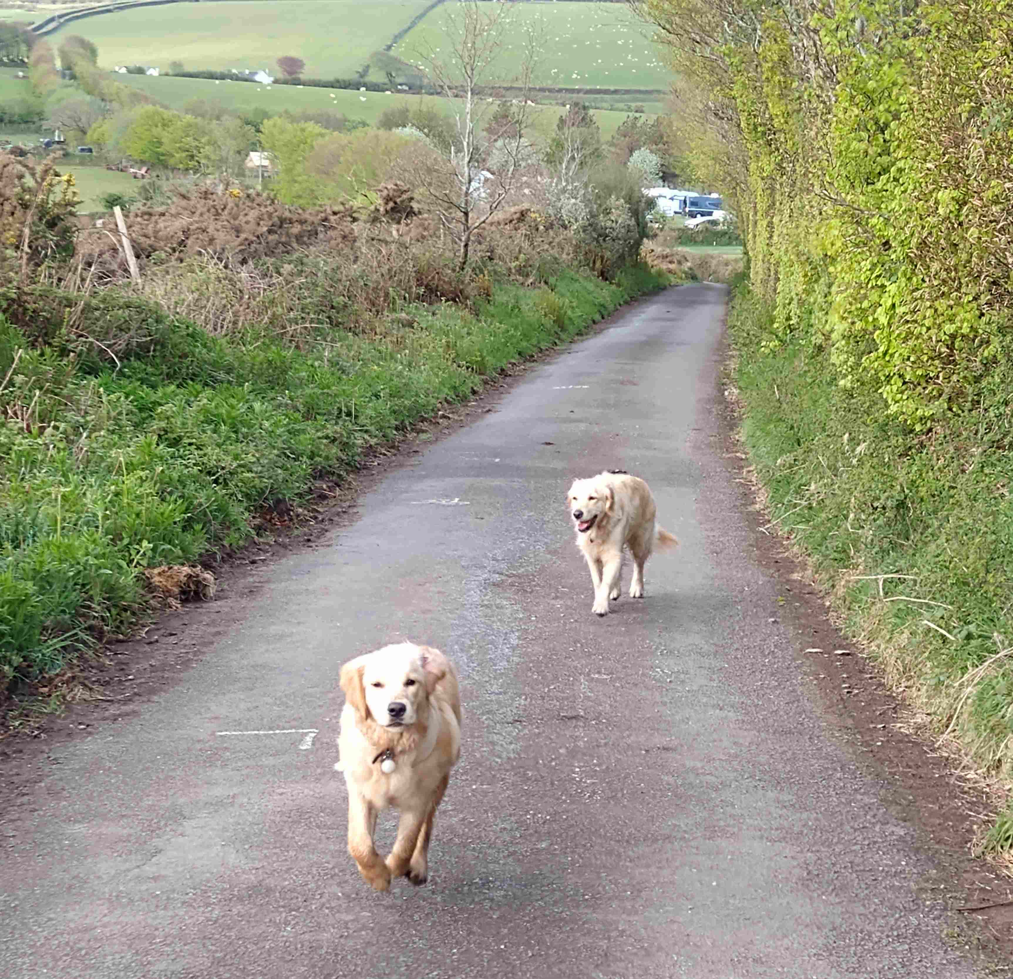 North Devon – accommodation – Goldies on tour