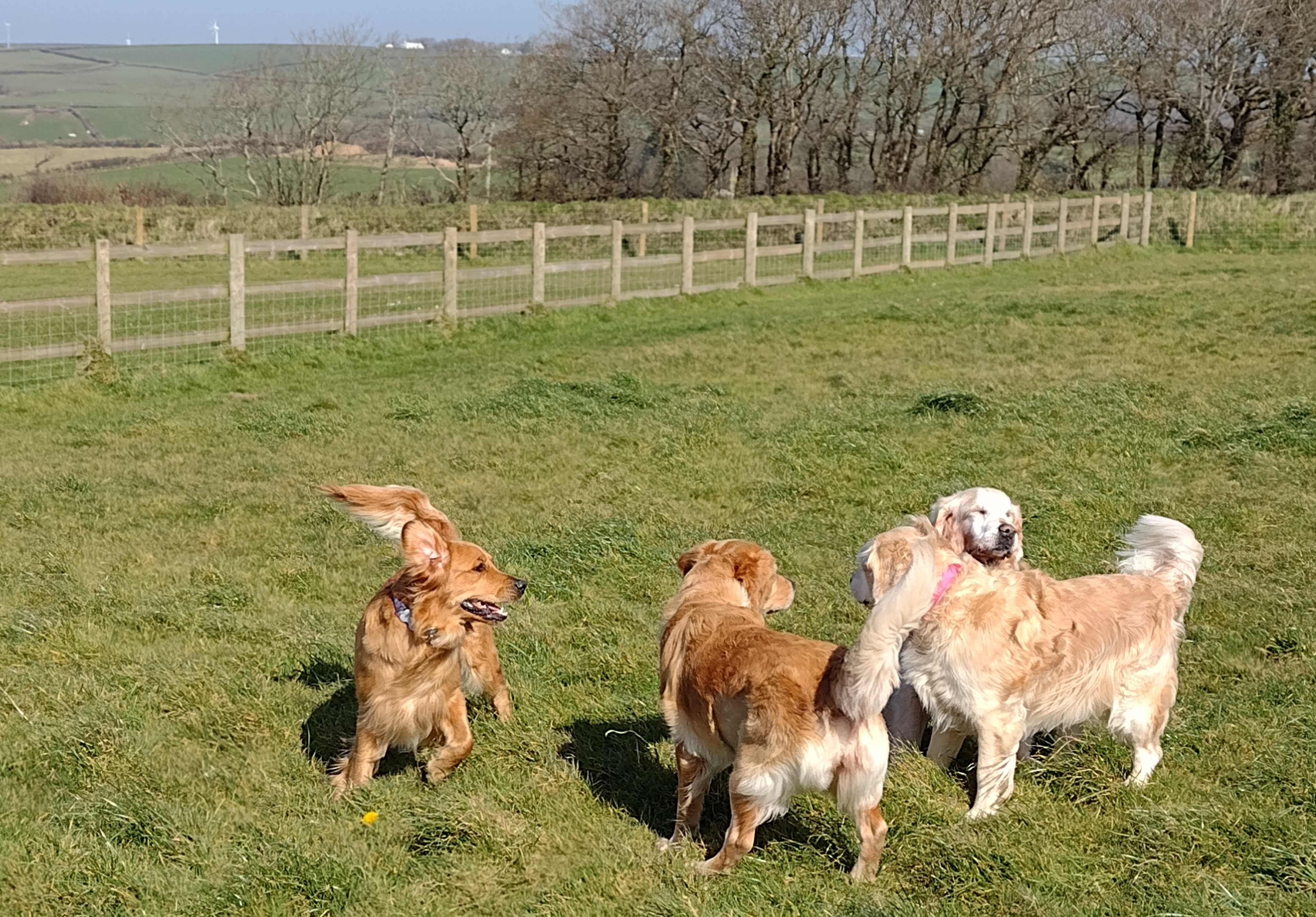 Cornwall – dog fields – Goldies on tour