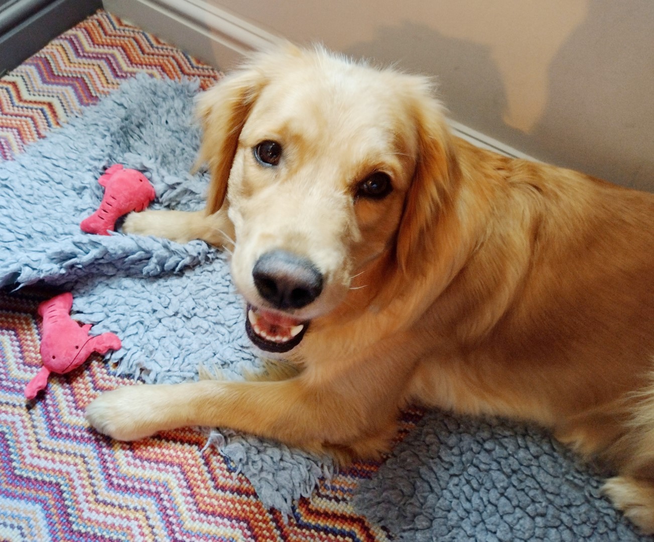 Hotels – Goldies on tour