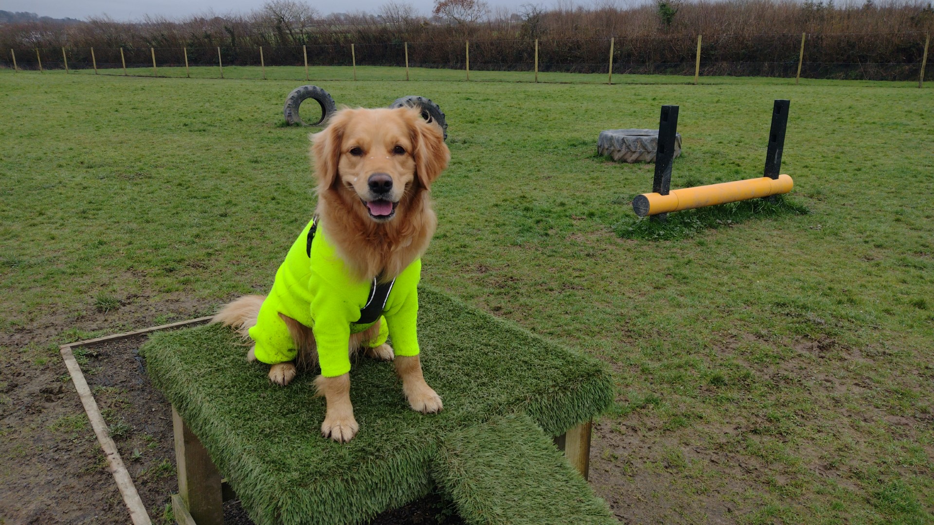 Cornwall – dog fields – Goldies on tour