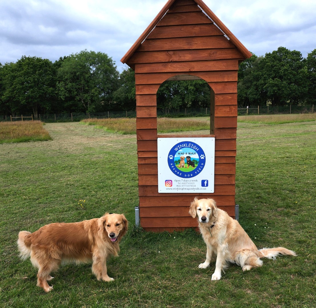 West Devon – dog fields – Goldies on tour