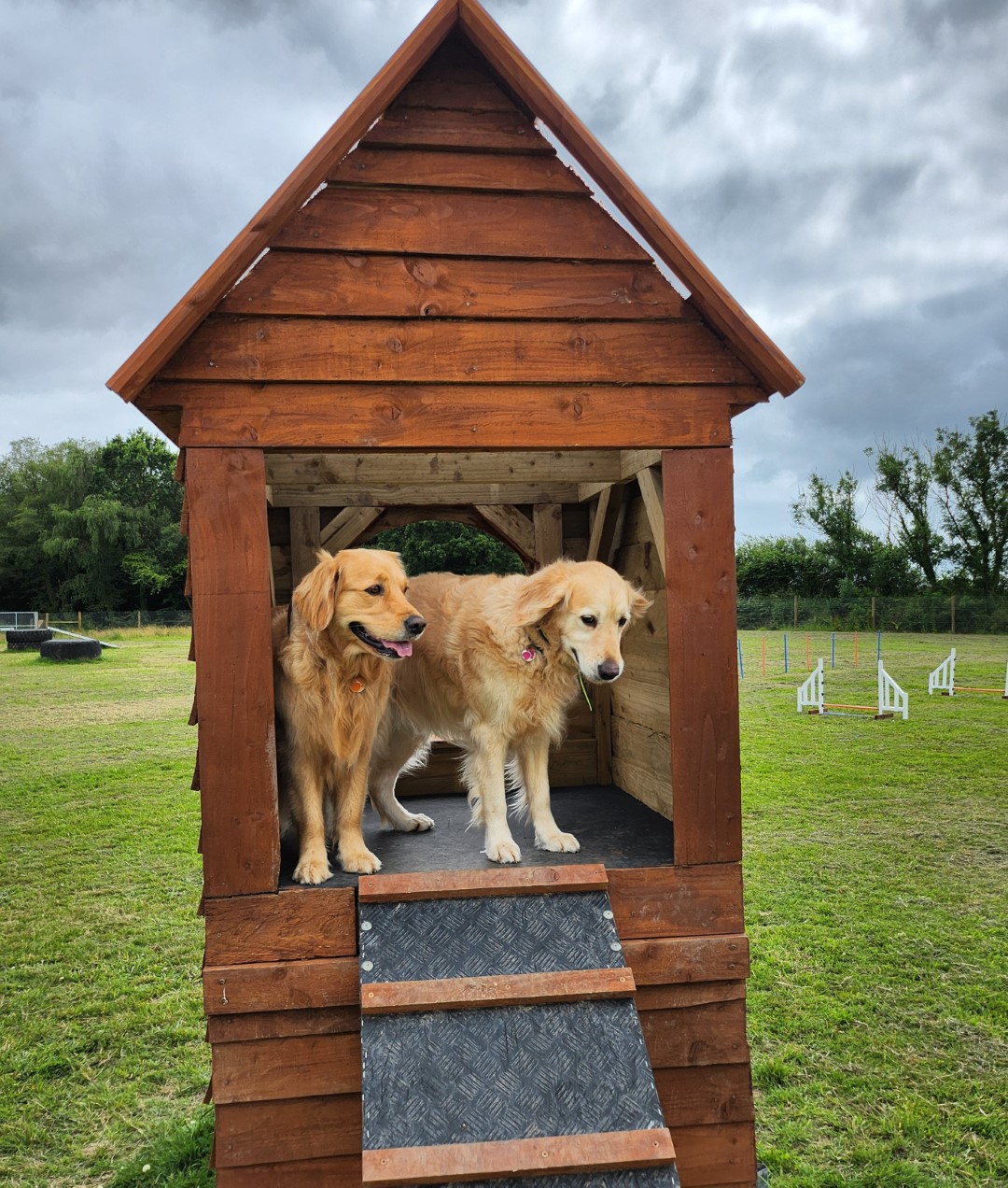 West Devon – dog fields – Goldies on tour